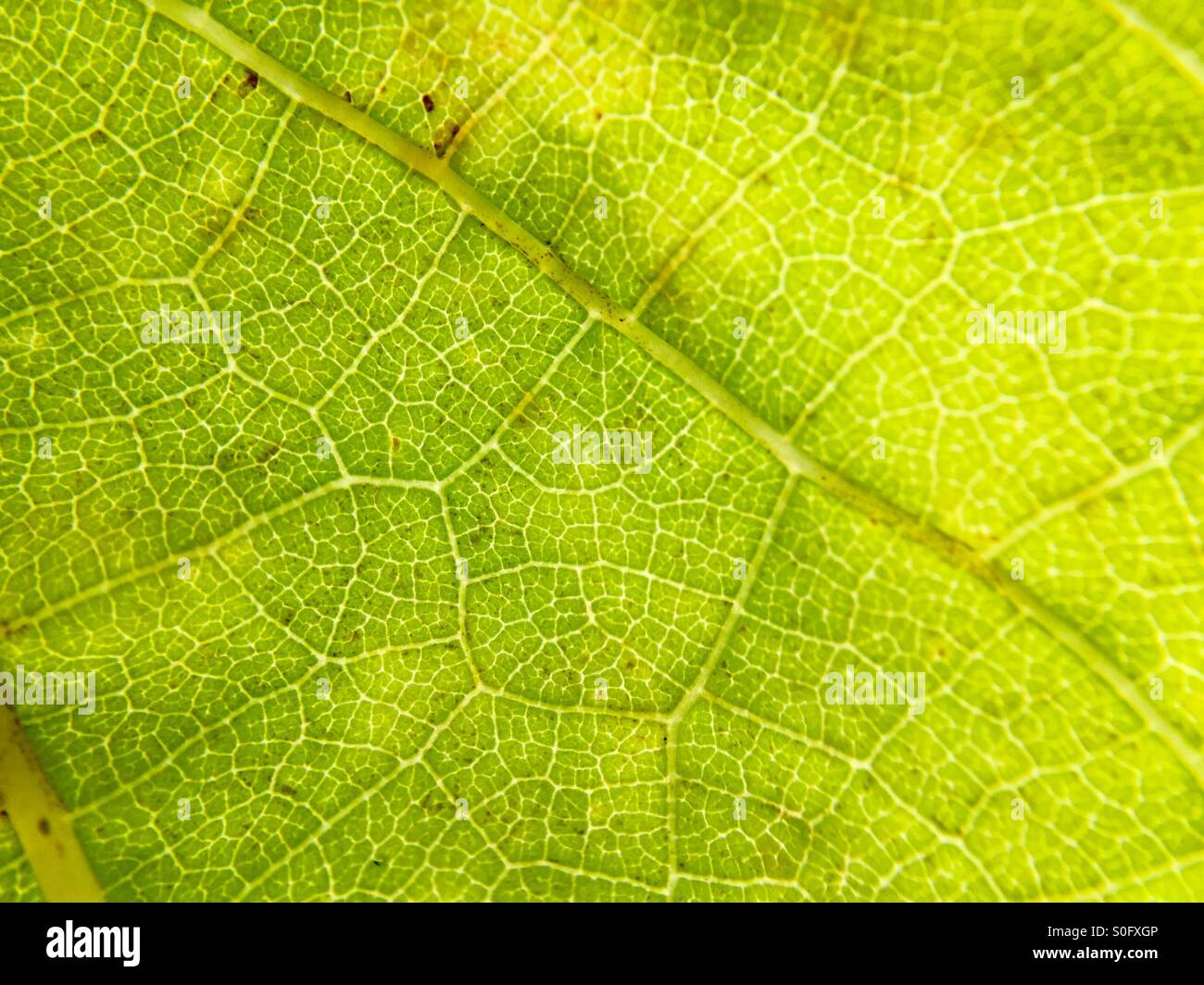 Leaf patterns hi-res stock photography and images - Alamy