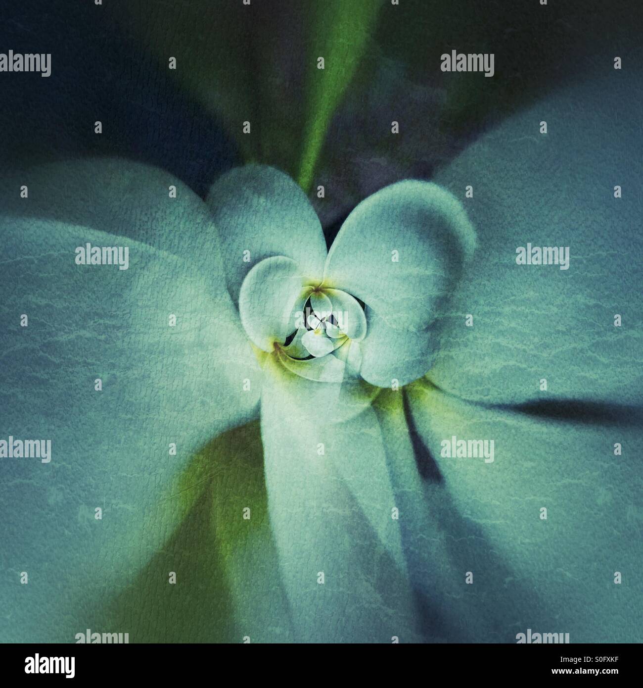 Vintage tint flower abstract Stock Photo - Alamy