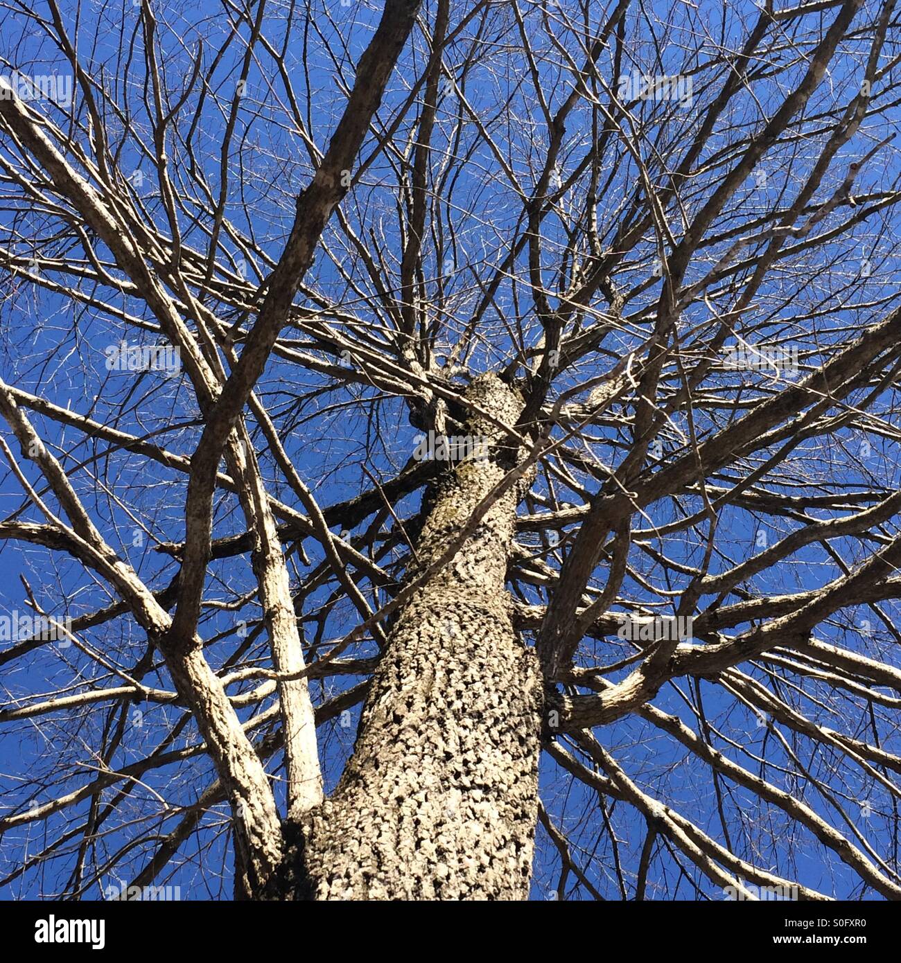 Tree in winter Stock Photo - Alamy