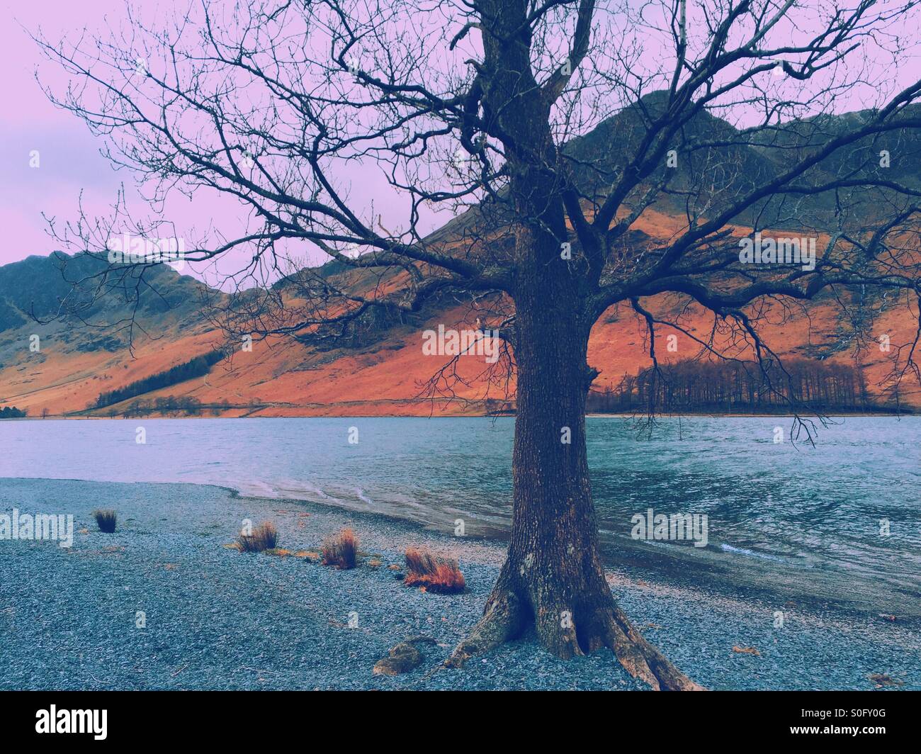 Tree on a lake Stock Photo - Alamy