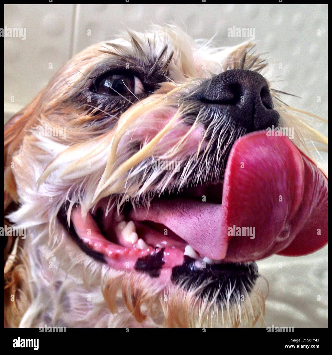 Panting With Tongue Out High Resolution Stock Photography and Images ...