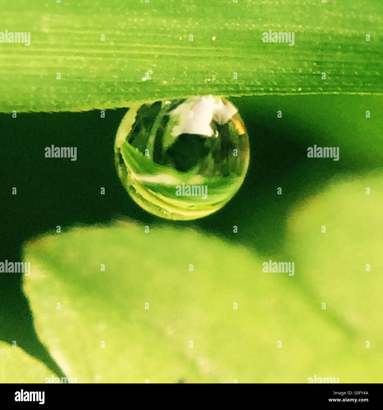 Morning dew drop Stock Photo - Alamy