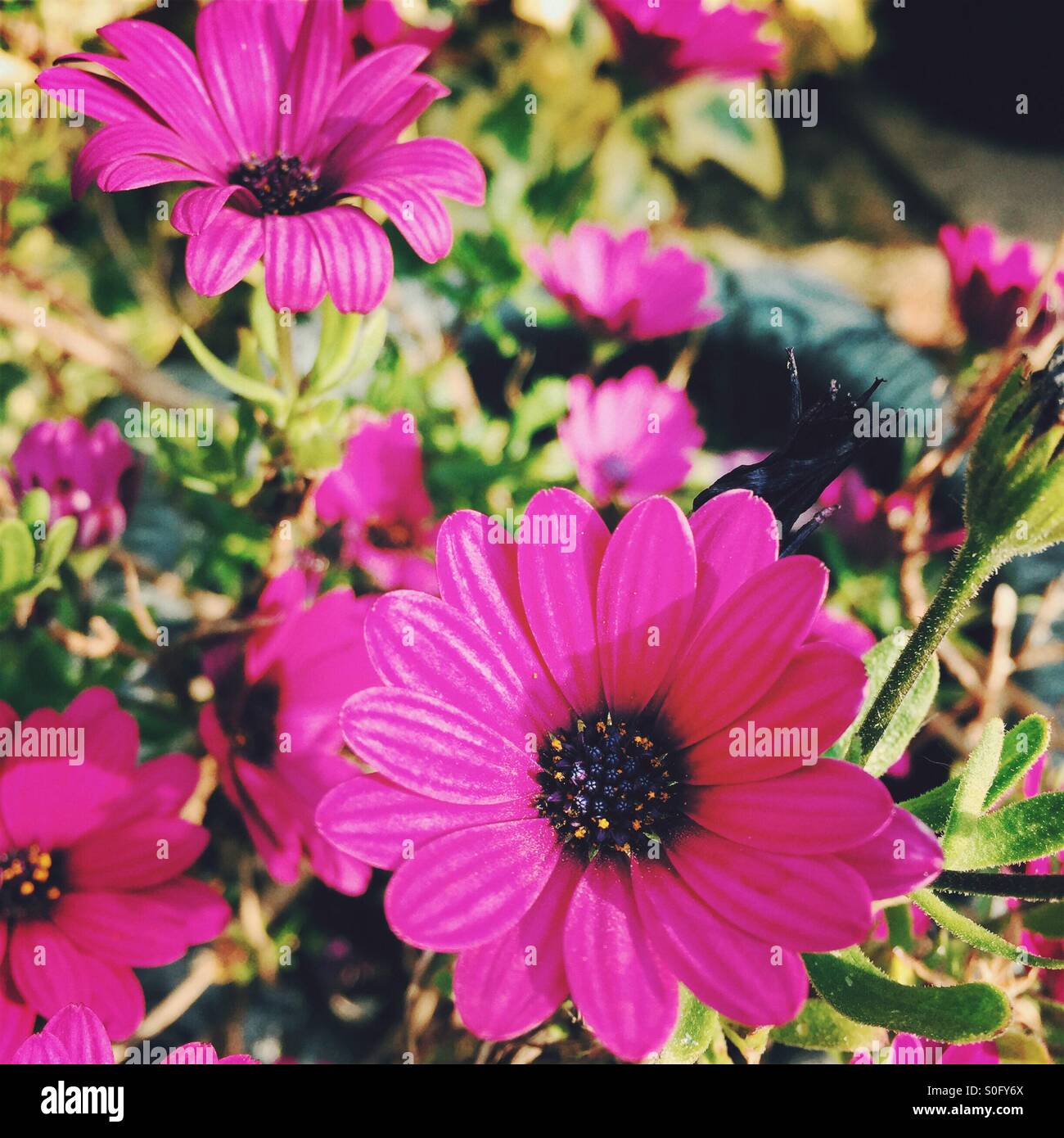 Pretty pink flowers Stock Photo - Alamy