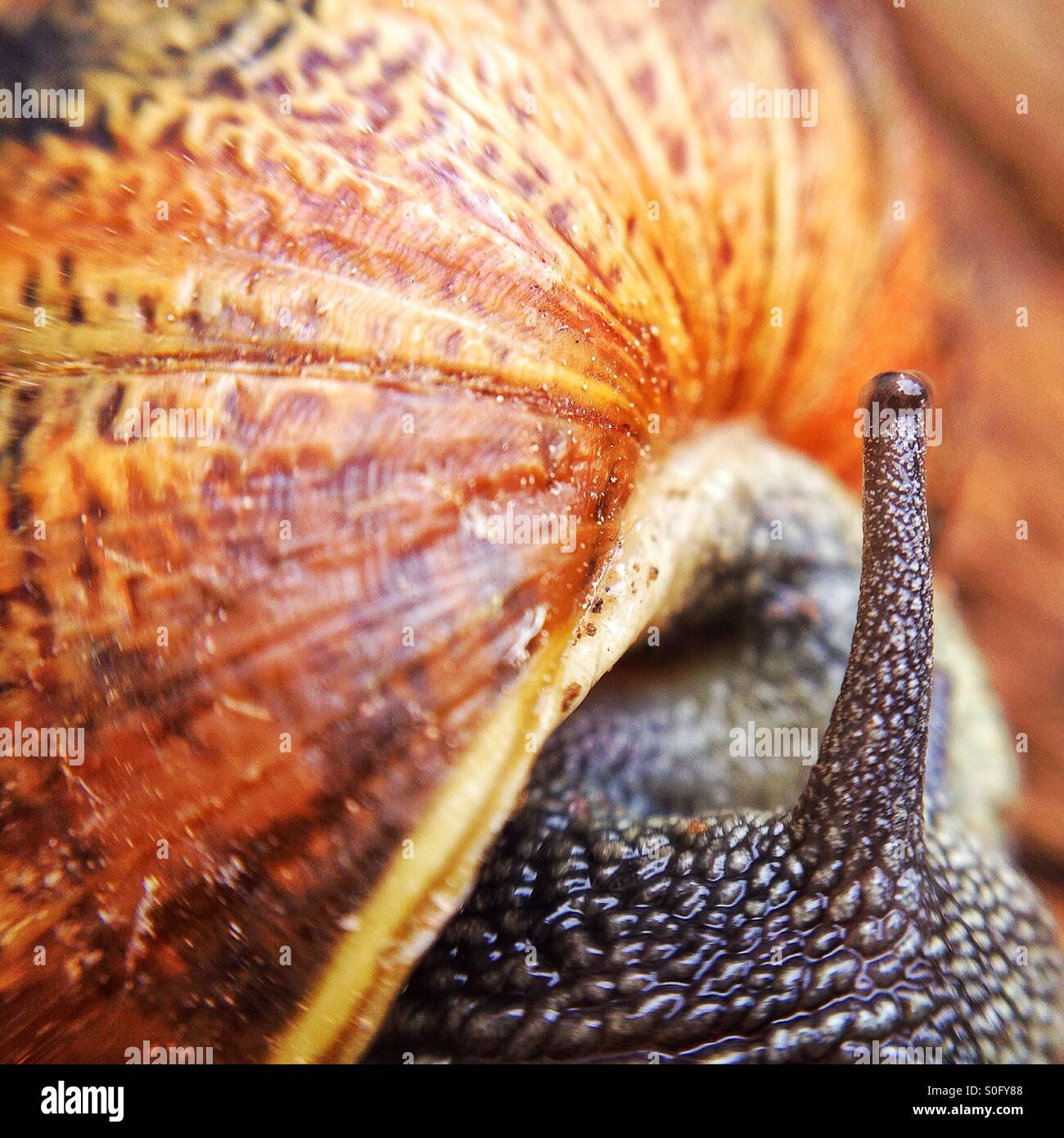 Snail macro hi-res stock photography and images - Alamy