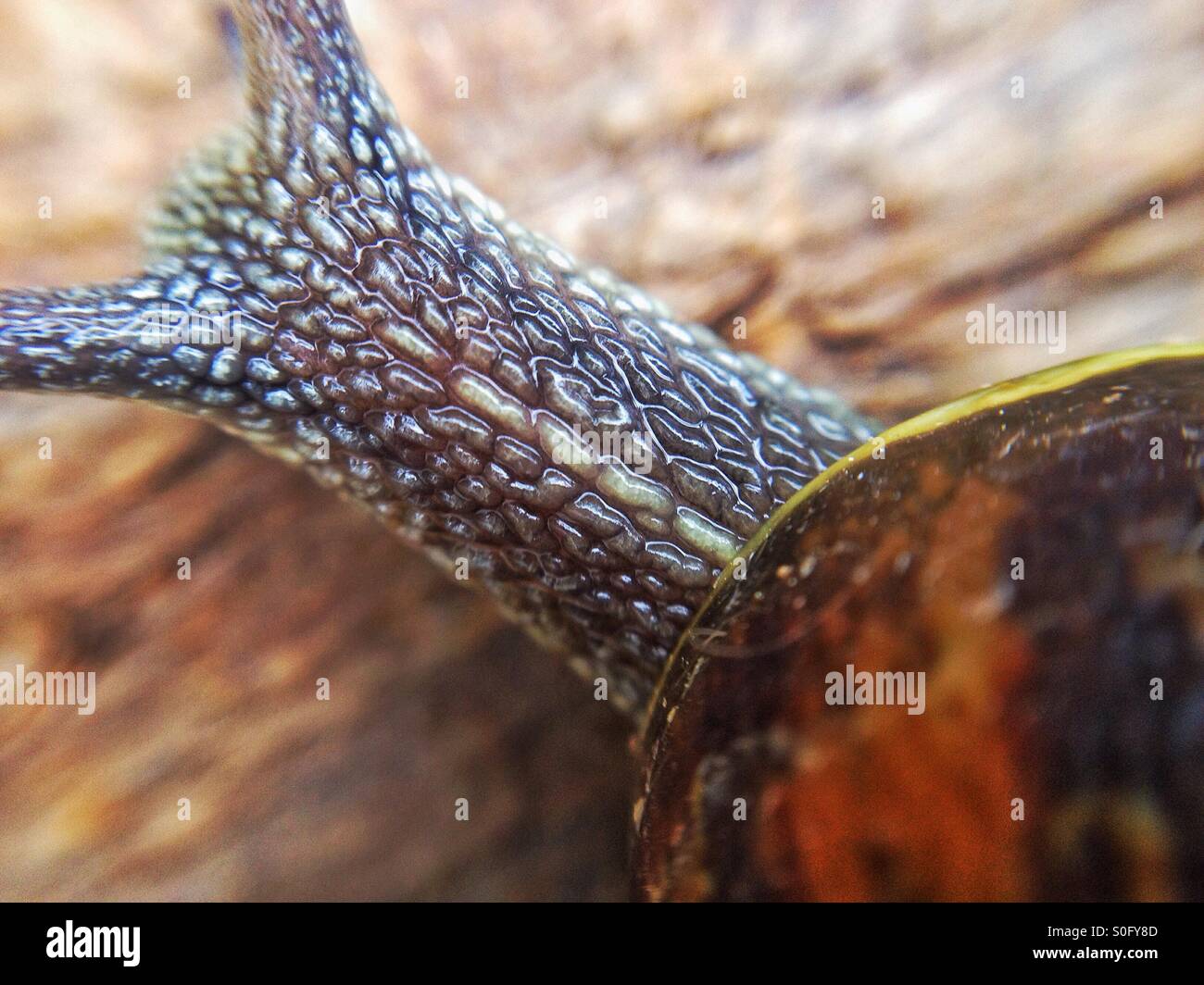 Snail detail hi-res stock photography and images - Alamy