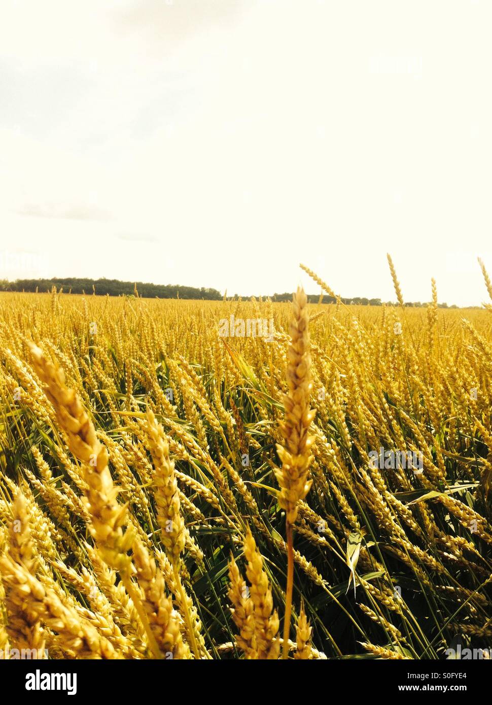 Beautiful grass fields indiana Stock Photo - Alamy