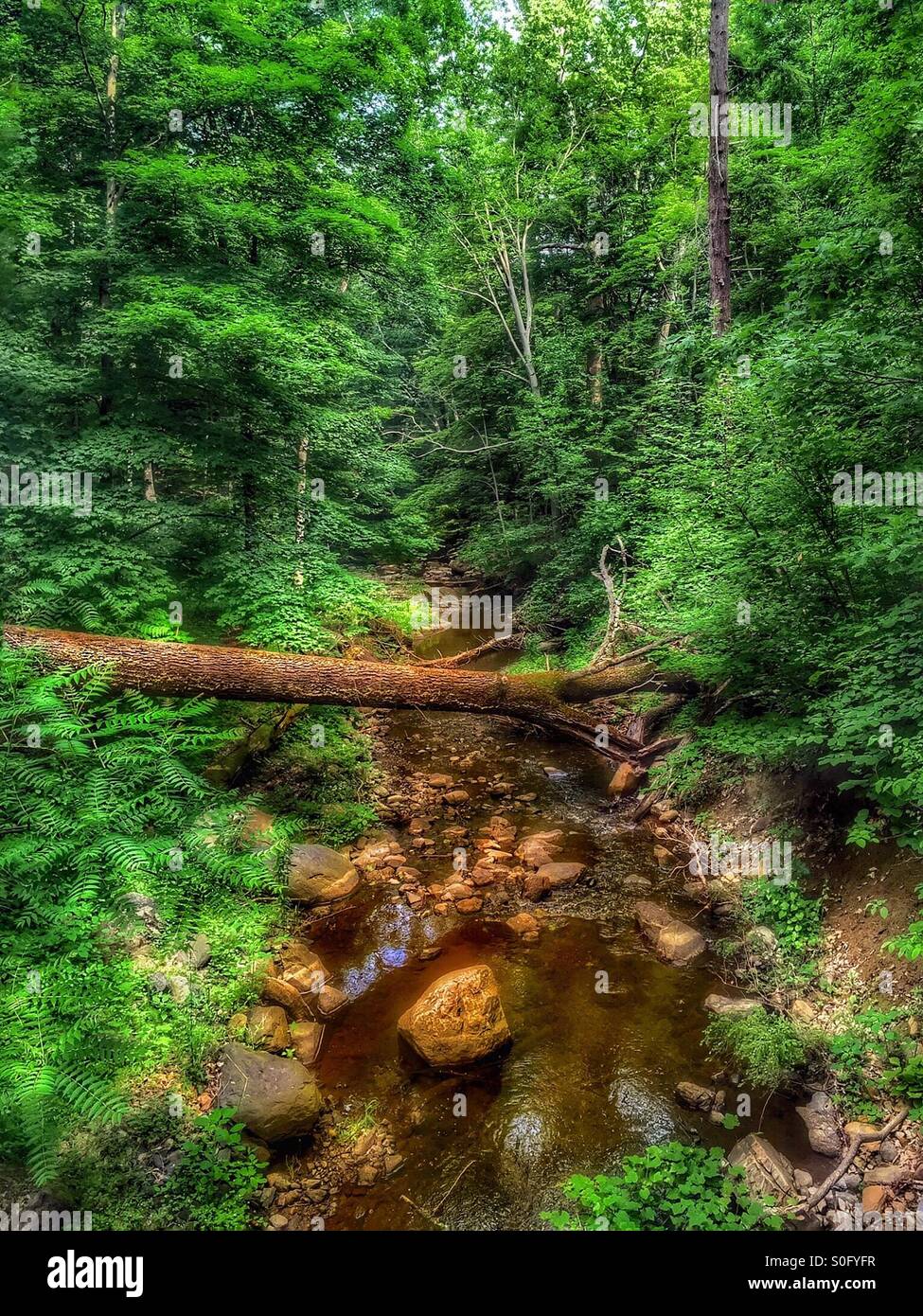 A spectacular woodland stream in the summer Stock Photo - Alamy