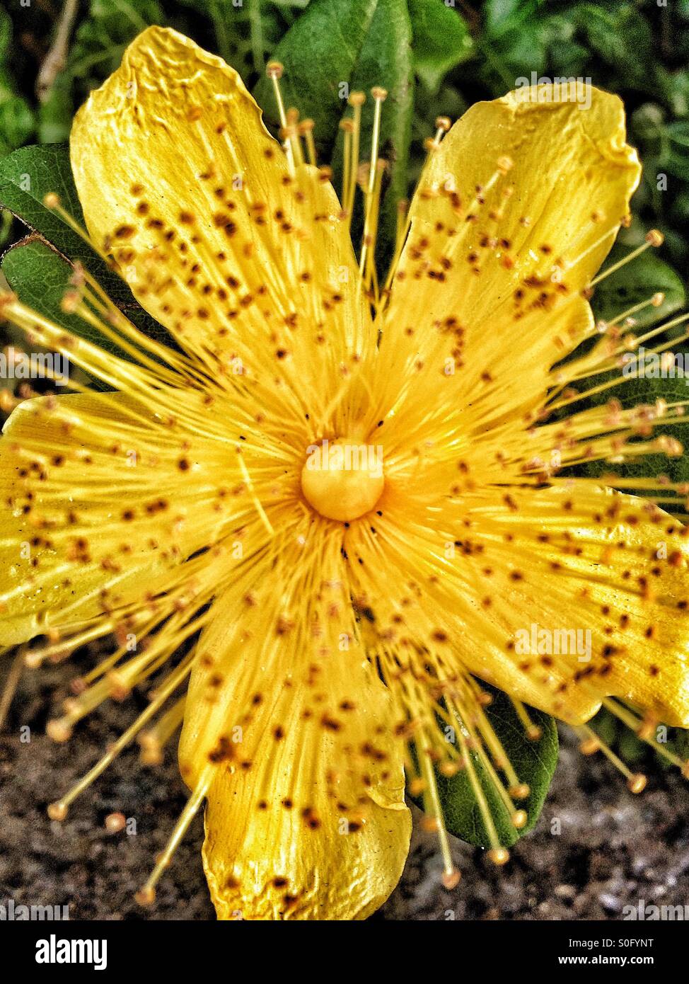 Summer flower yellow hi-res stock photography and images - Alamy