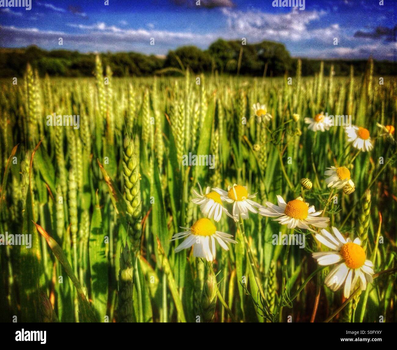 Daisies in corn field Stock Photo - Alamy