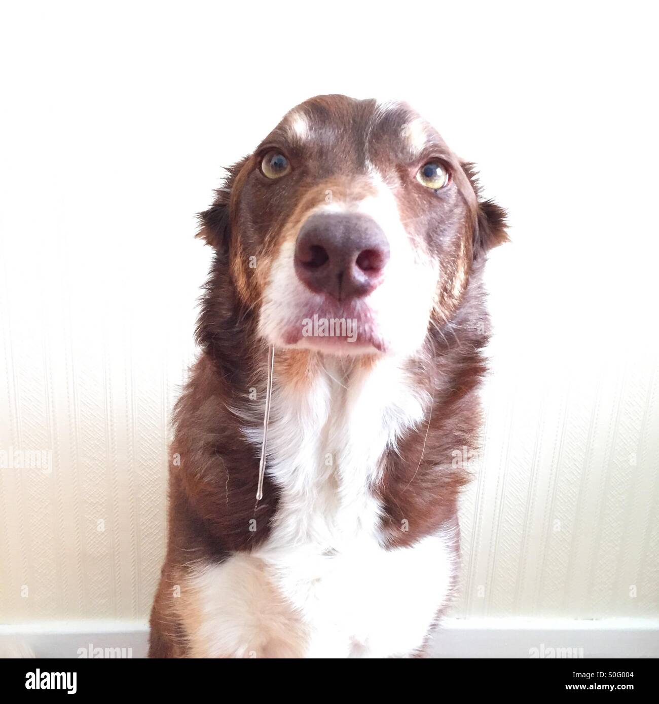 Drool dog hi-res stock photography and images - Alamy