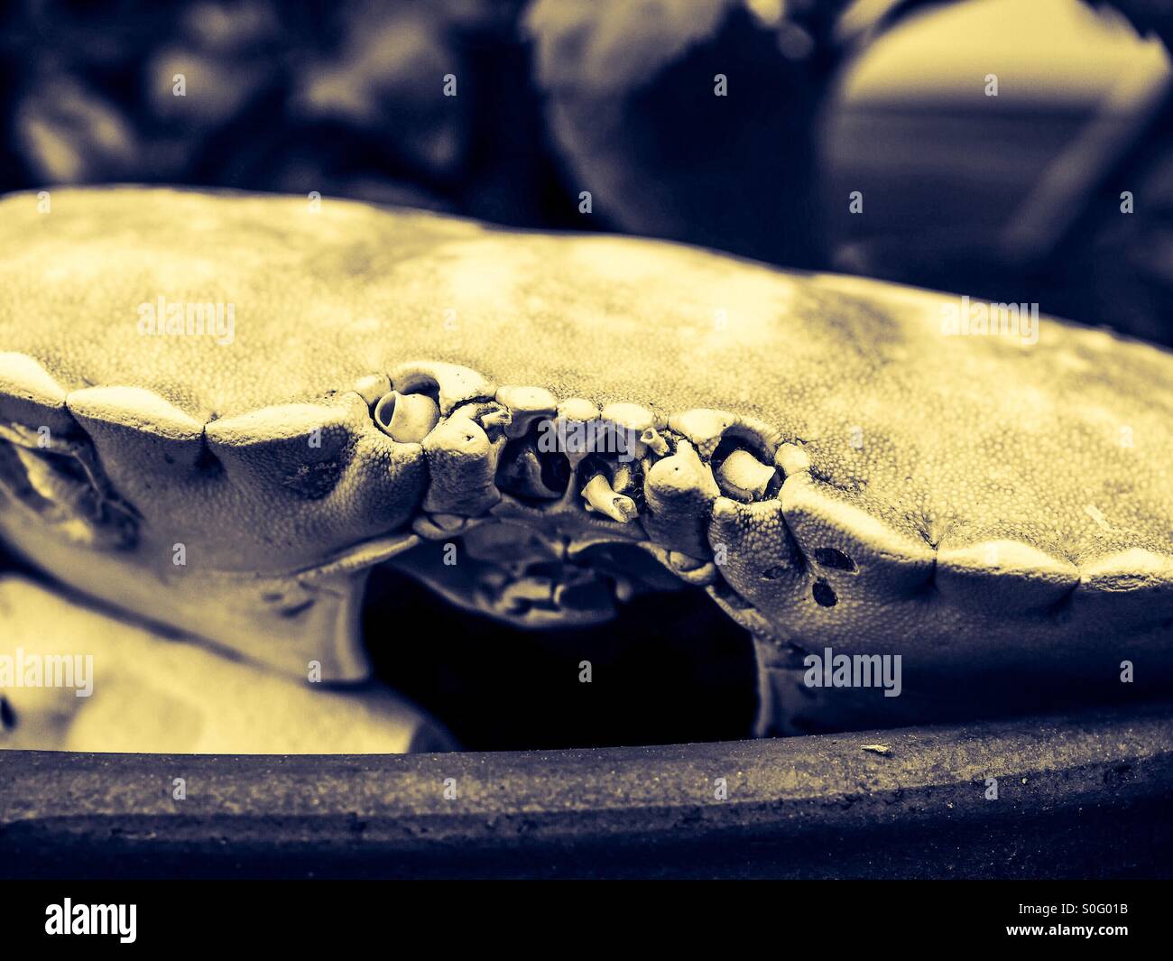 Crab shell hi-res stock photography and images - Alamy