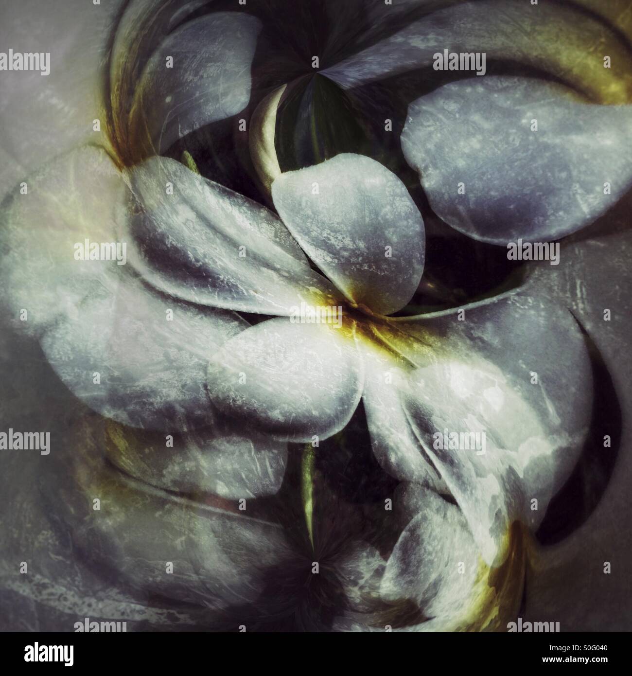 Abstract flower photograph Stock Photo - Alamy