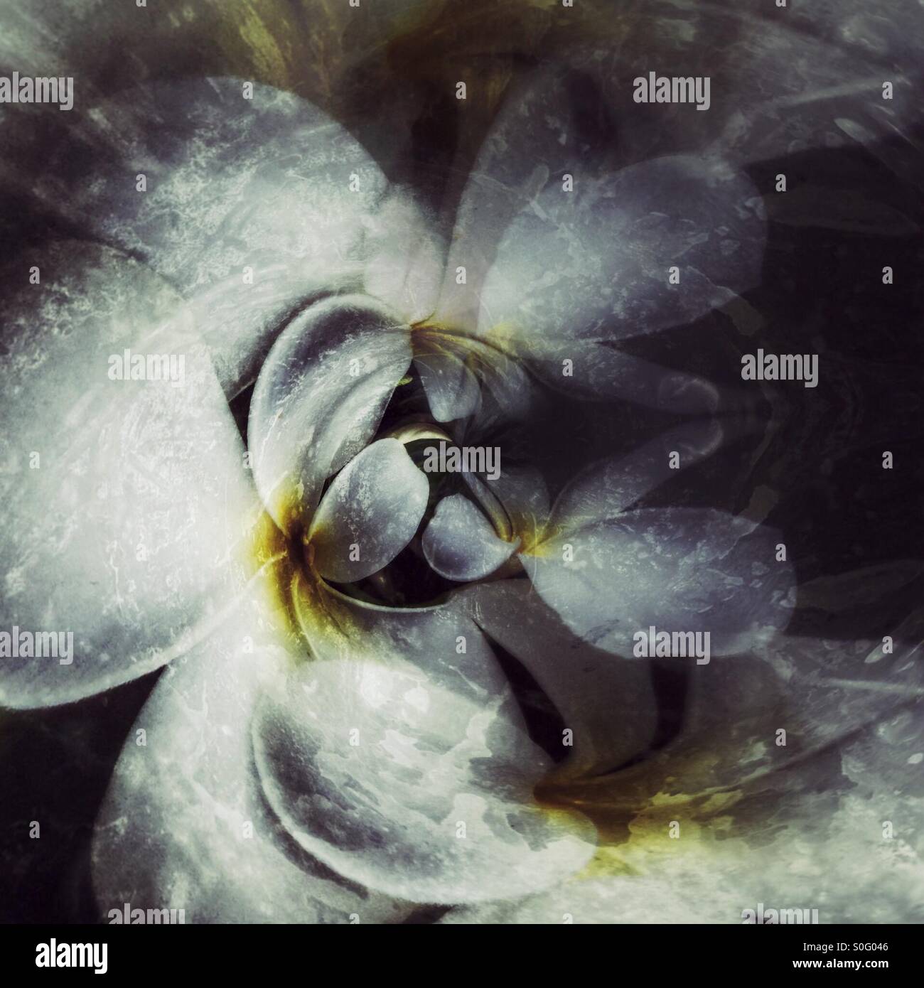 Abstract flower photo Stock Photo - Alamy