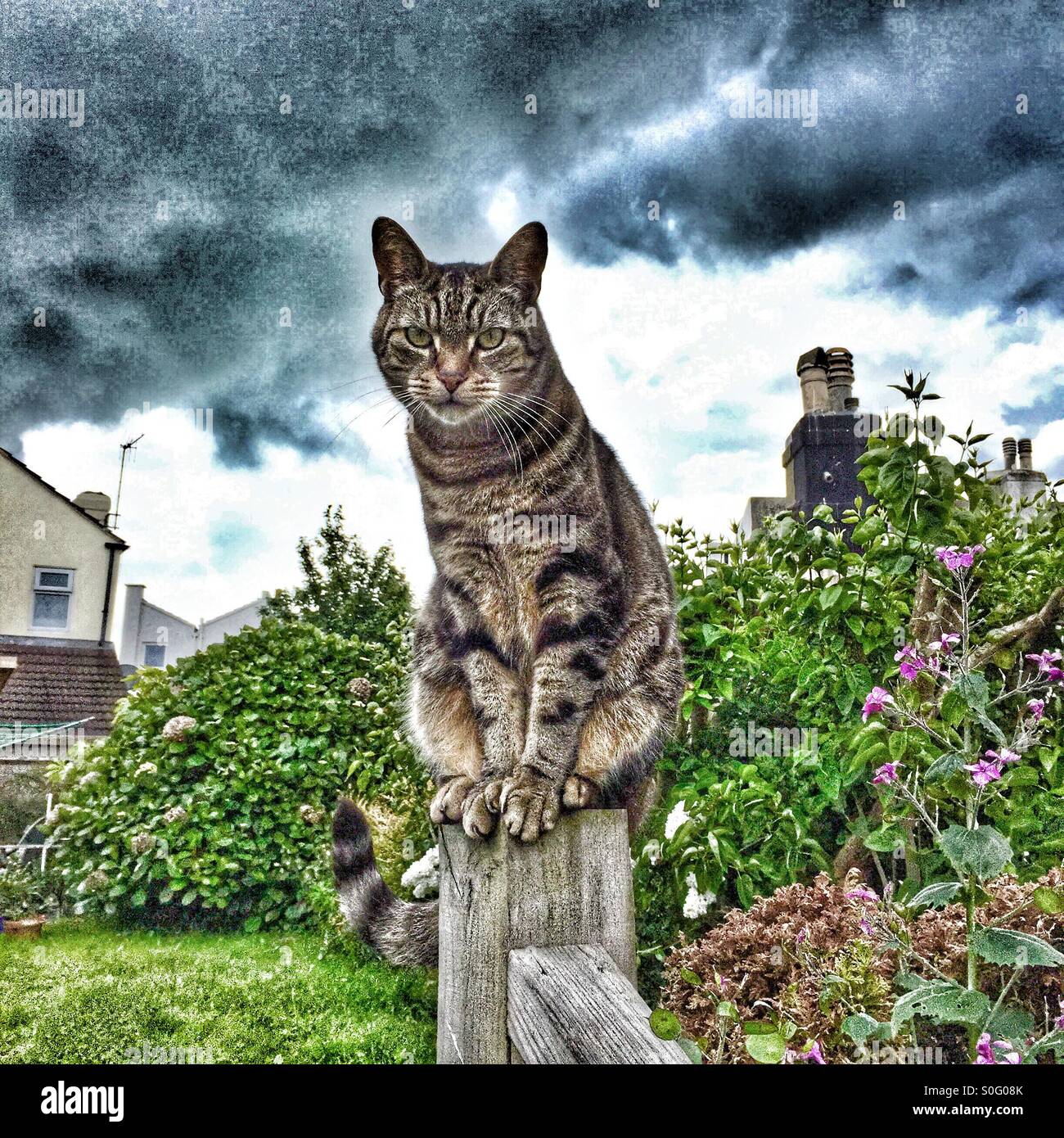 Cat balancing on post hi-res stock photography and images - Alamy