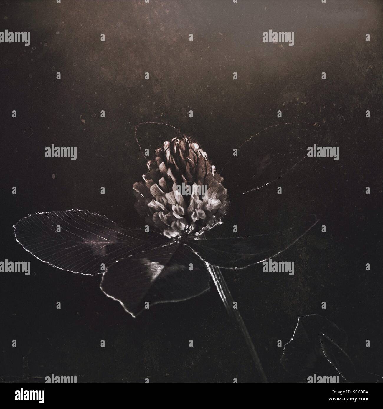 Bw mono hi-res stock photography and images - Alamy