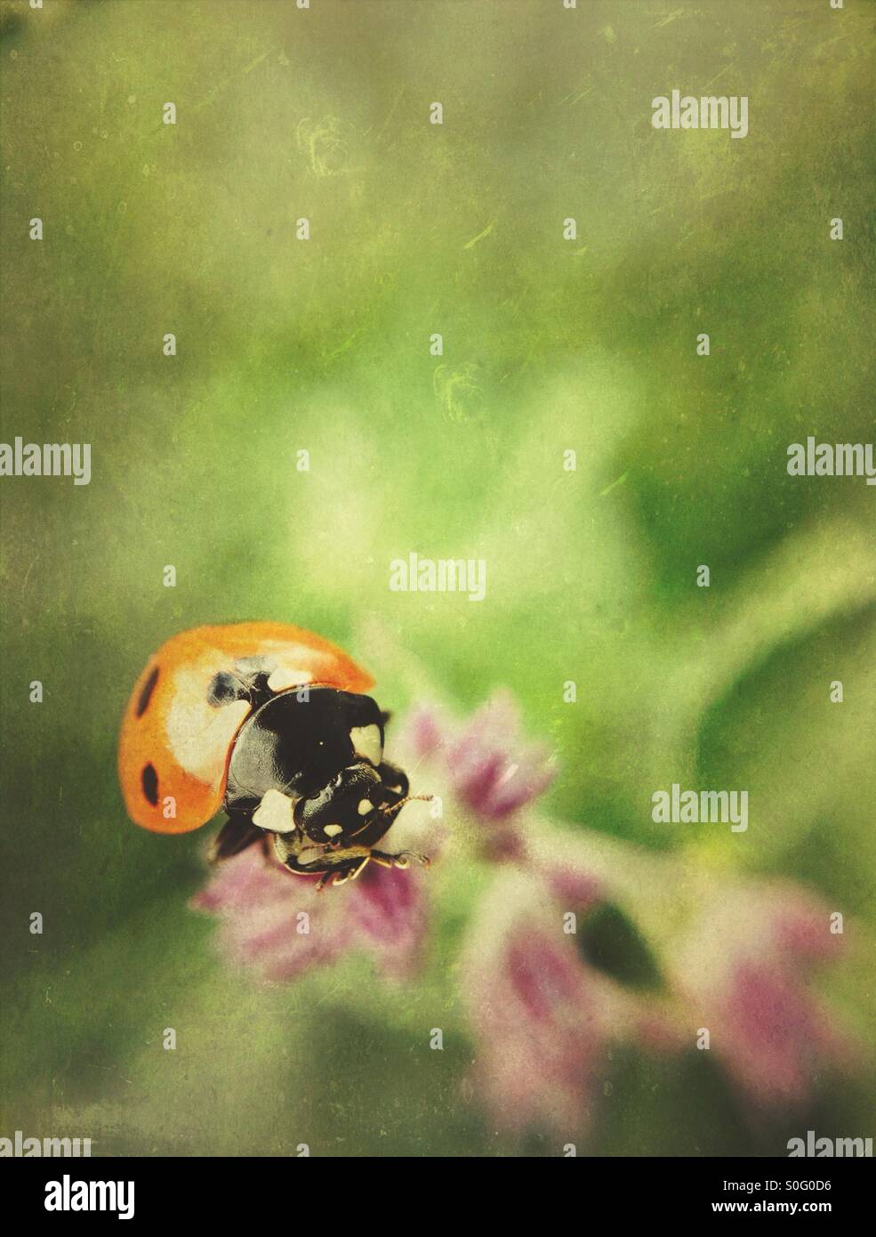 Close up of a ladybird Stock Photo - Alamy