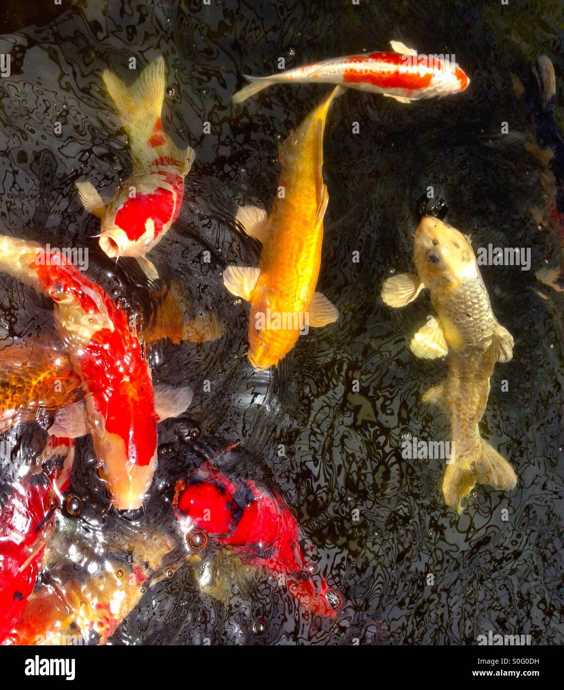Chinese fish pond hi-res stock photography and images - Alamy