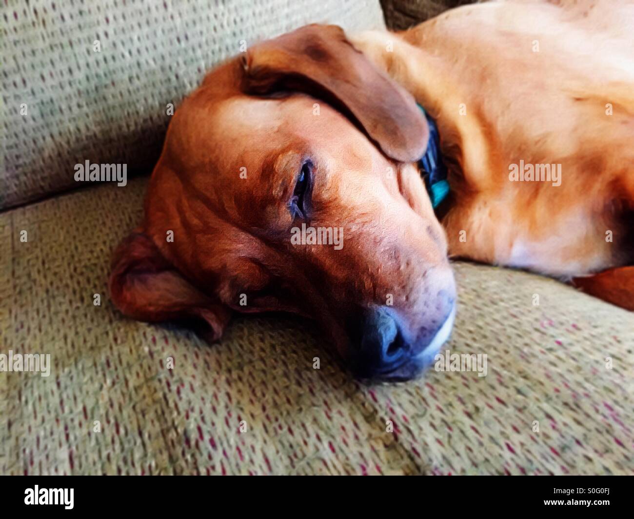 Tired and sleepy dog hi-res stock photography and images - Alamy
