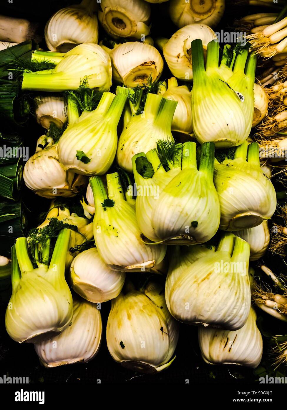 Fresh fennel root Stock Photo - Alamy