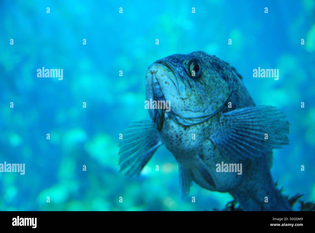 Gills fish hi-res stock photography and images - Alamy