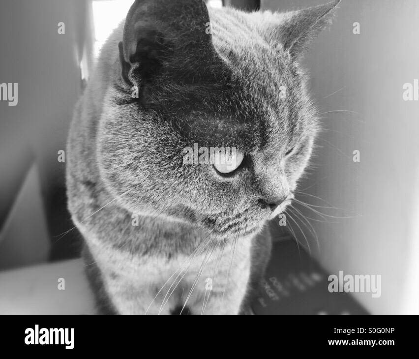 British blue short hair Black and White Stock Photos & Images - Alamy