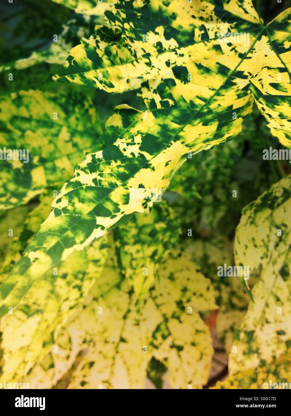 Variegated yellows hi-res stock photography and images - Alamy