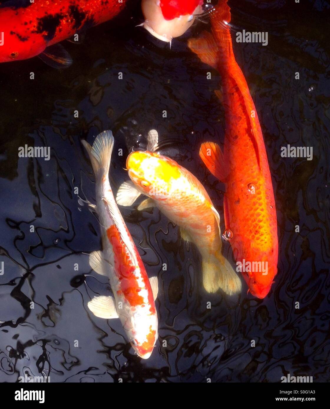 Koi colorful hi-res stock photography and images - Alamy