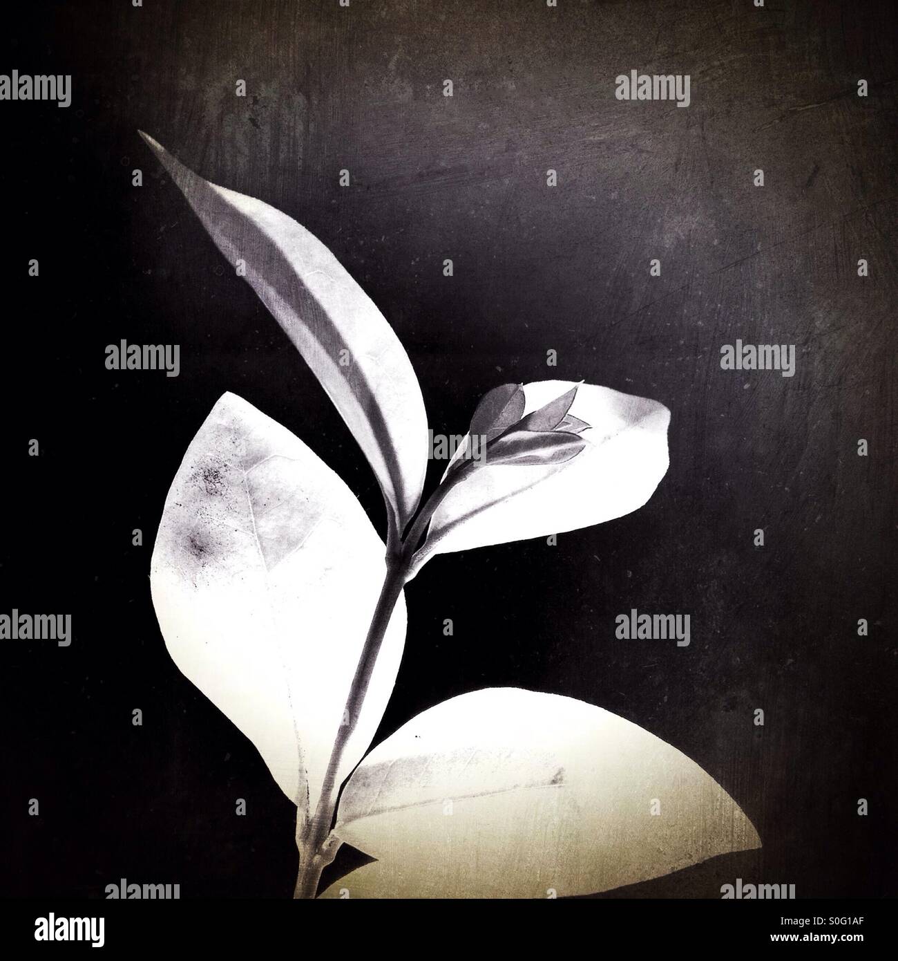 Bw plant hi-res stock photography and images - Alamy