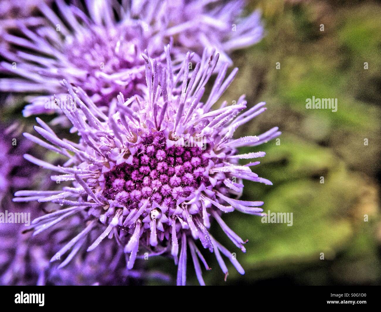 Purple ageratum flowers Stock Photo - Alamy