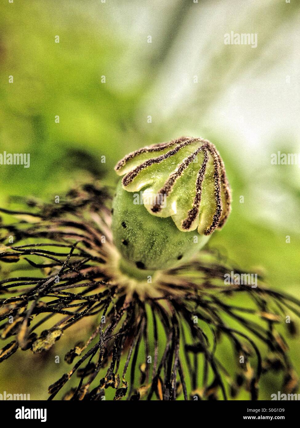 Poppy seed head Stock Photo - Alamy