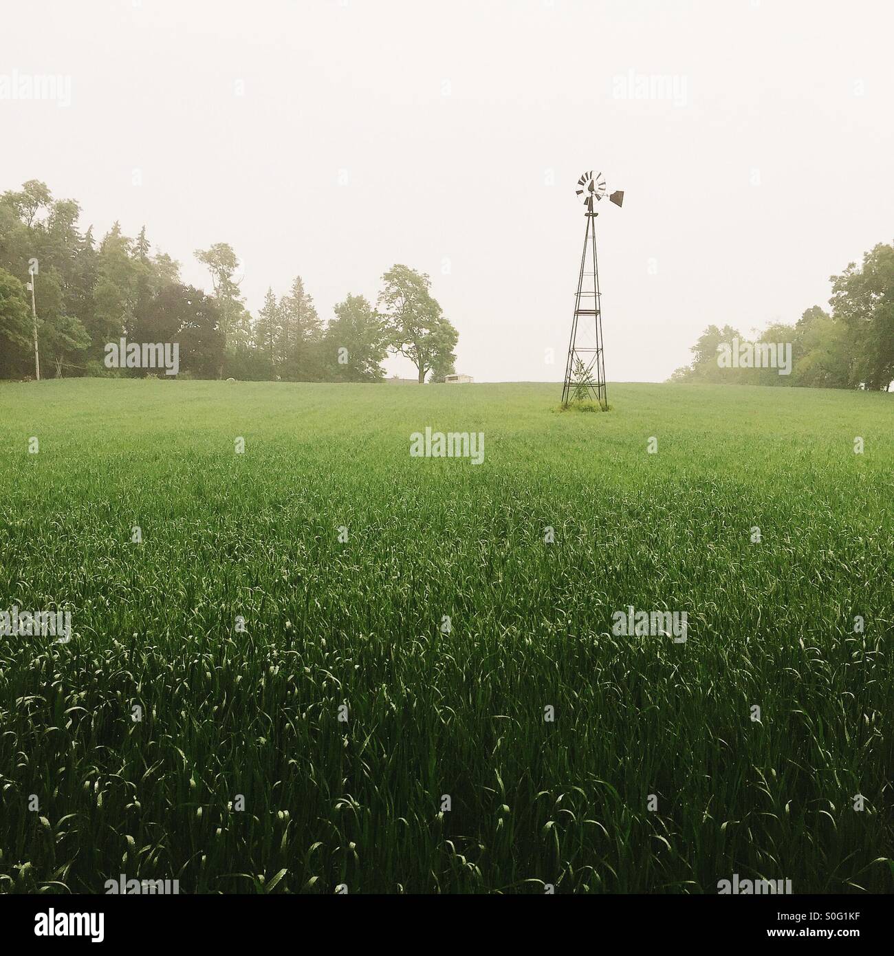 Windmill and grass hi-res stock photography and images - Alamy