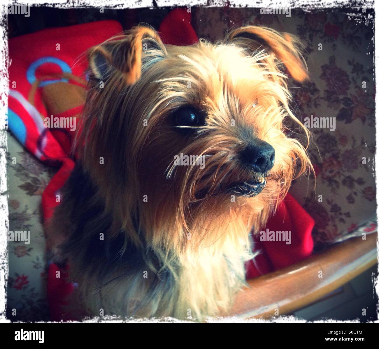 Cute Yorkshire Terrier Stock Photo - Alamy
