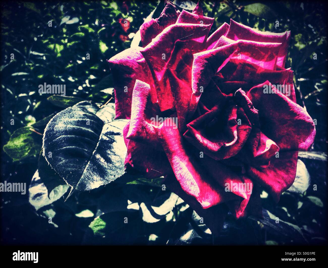 Rose for england hi-res stock photography and images - Alamy