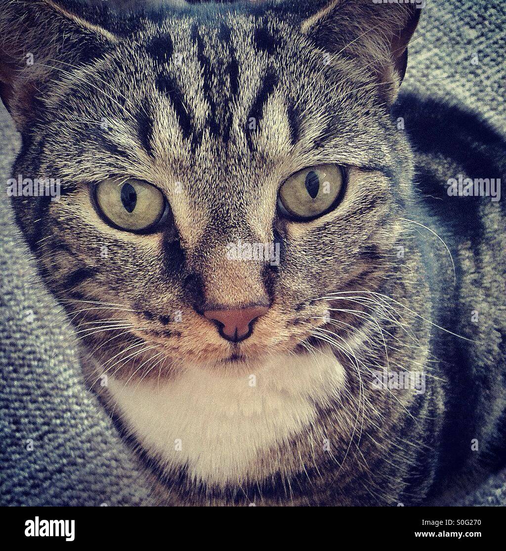 Tabby cat portrait Stock Photo - Alamy