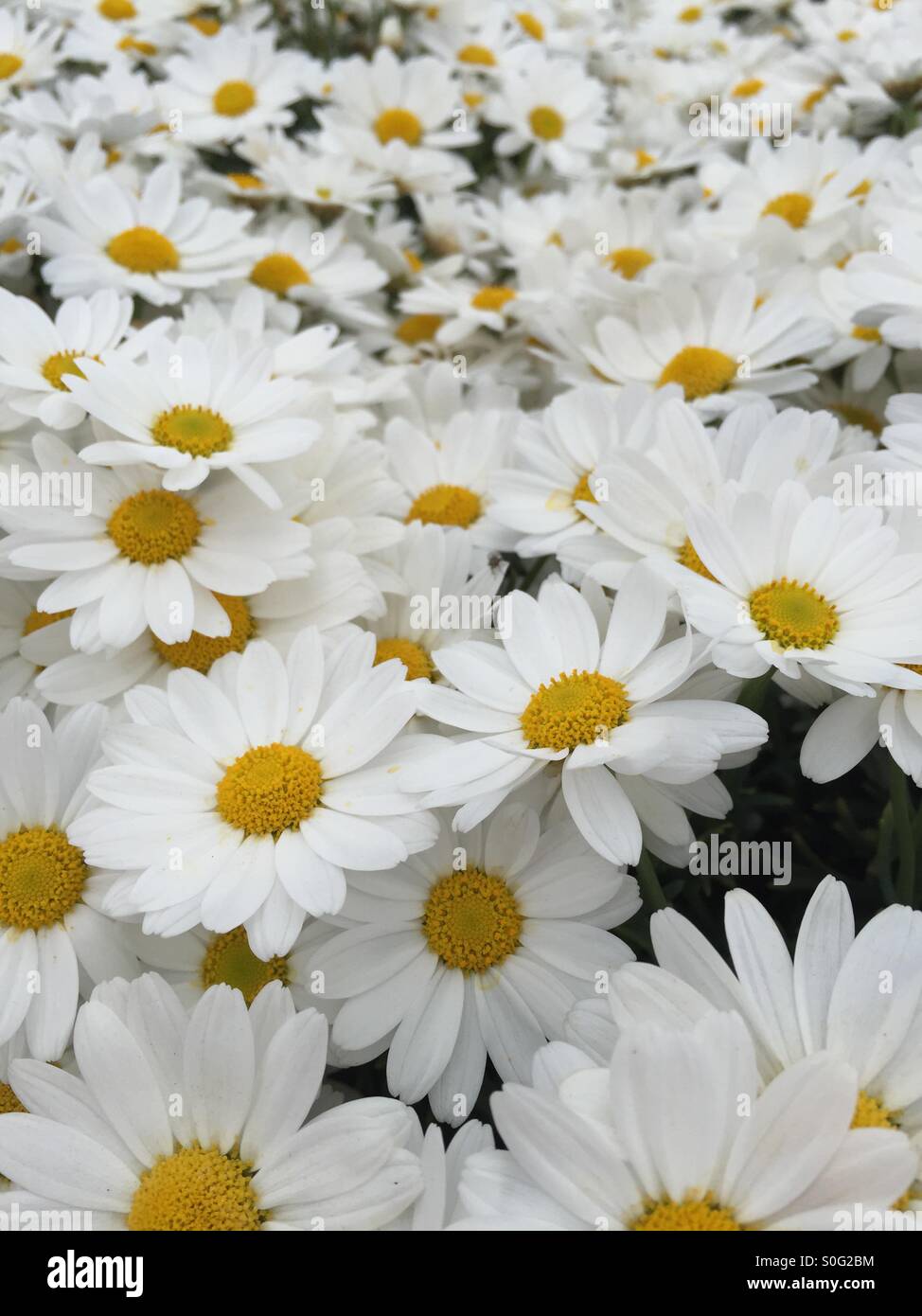 Large white daisy flowers hi-res stock photography and images - Alamy