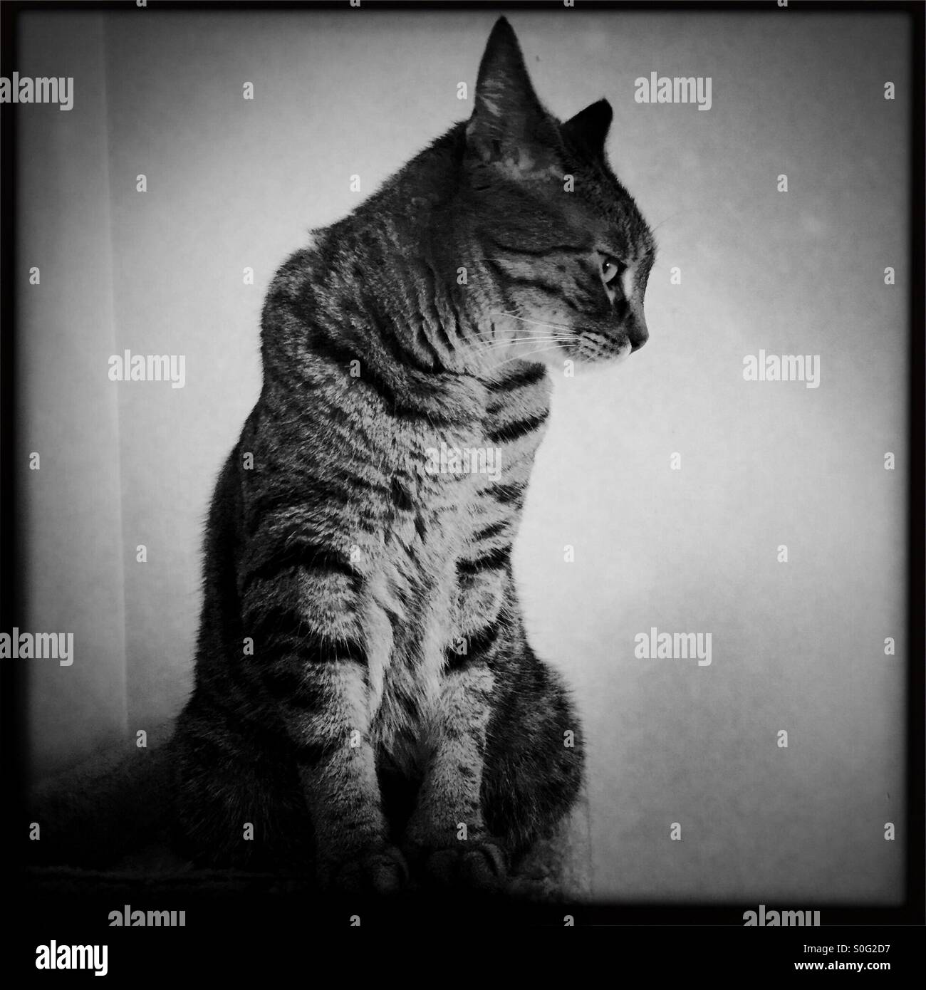 Wild mix hi-res stock photography and images - Alamy
