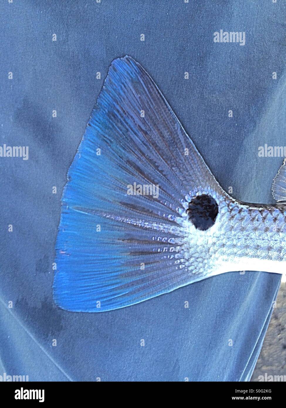 Redfish tail hi-res stock photography and images - Alamy