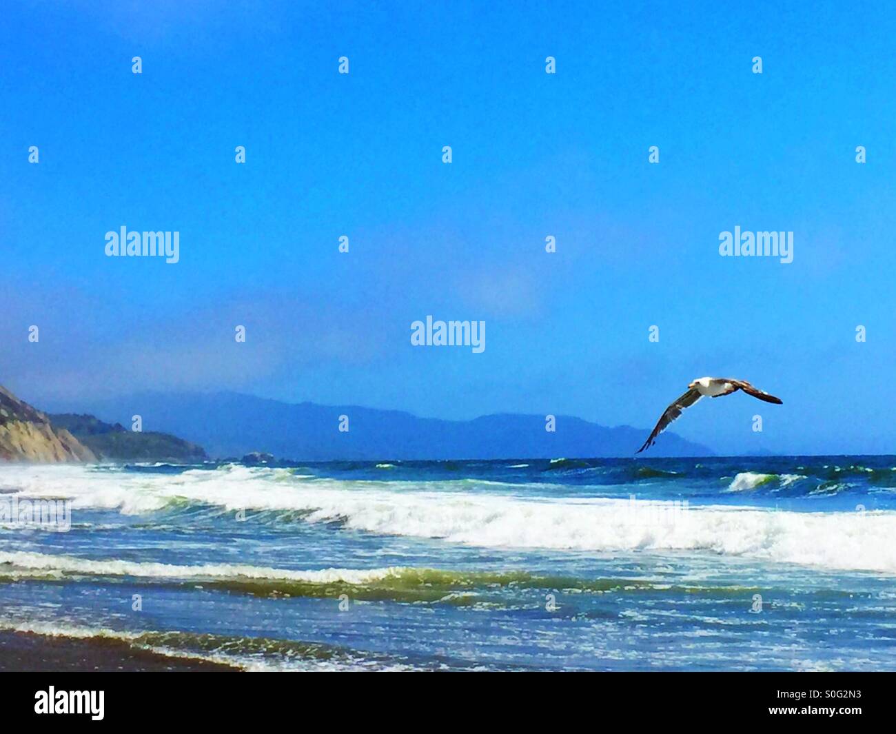 Lone seagull shoots off wave-generated gusts of air along a wide ...