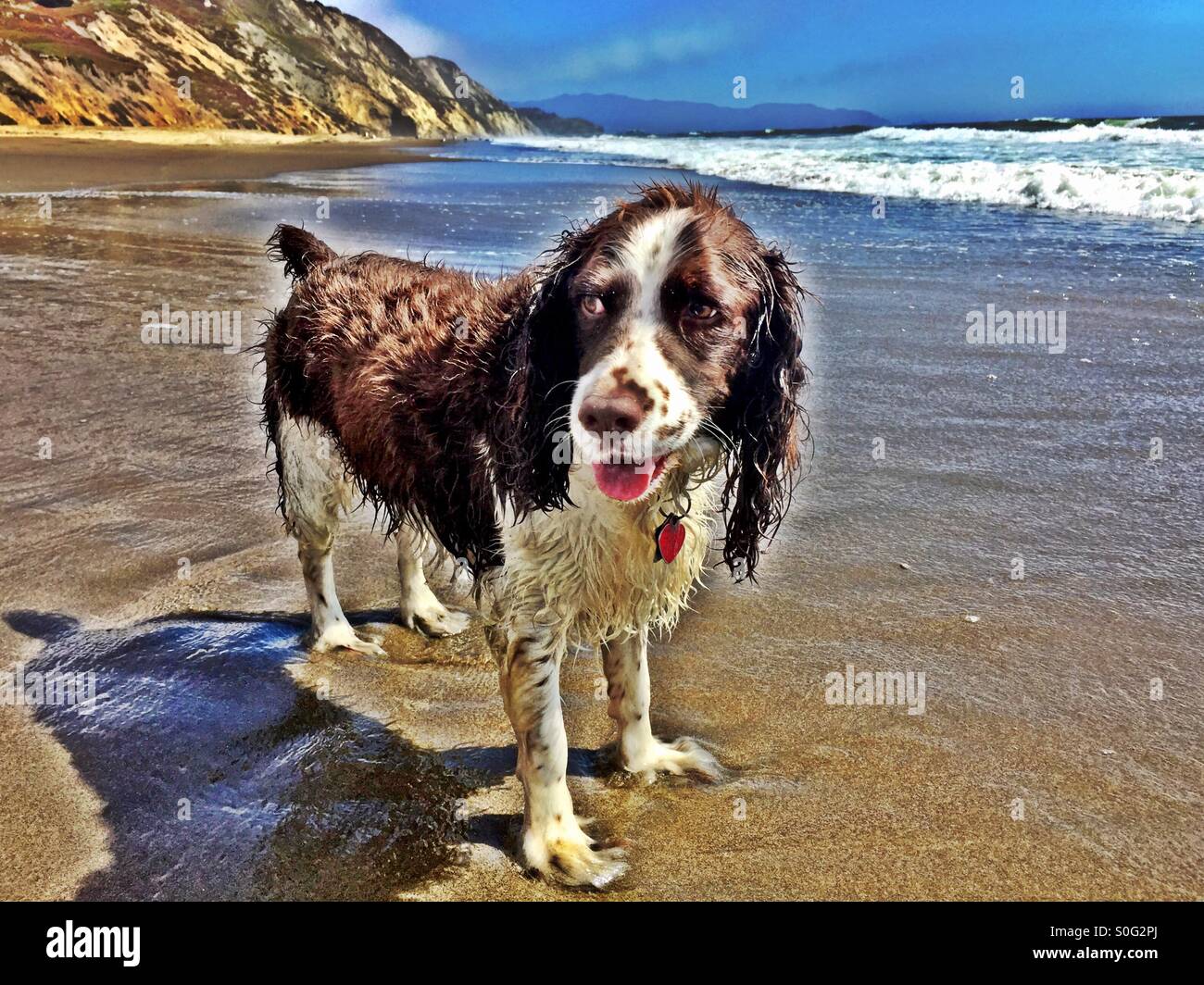 Dog and girl in waves hi-res stock photography and images - Alamy