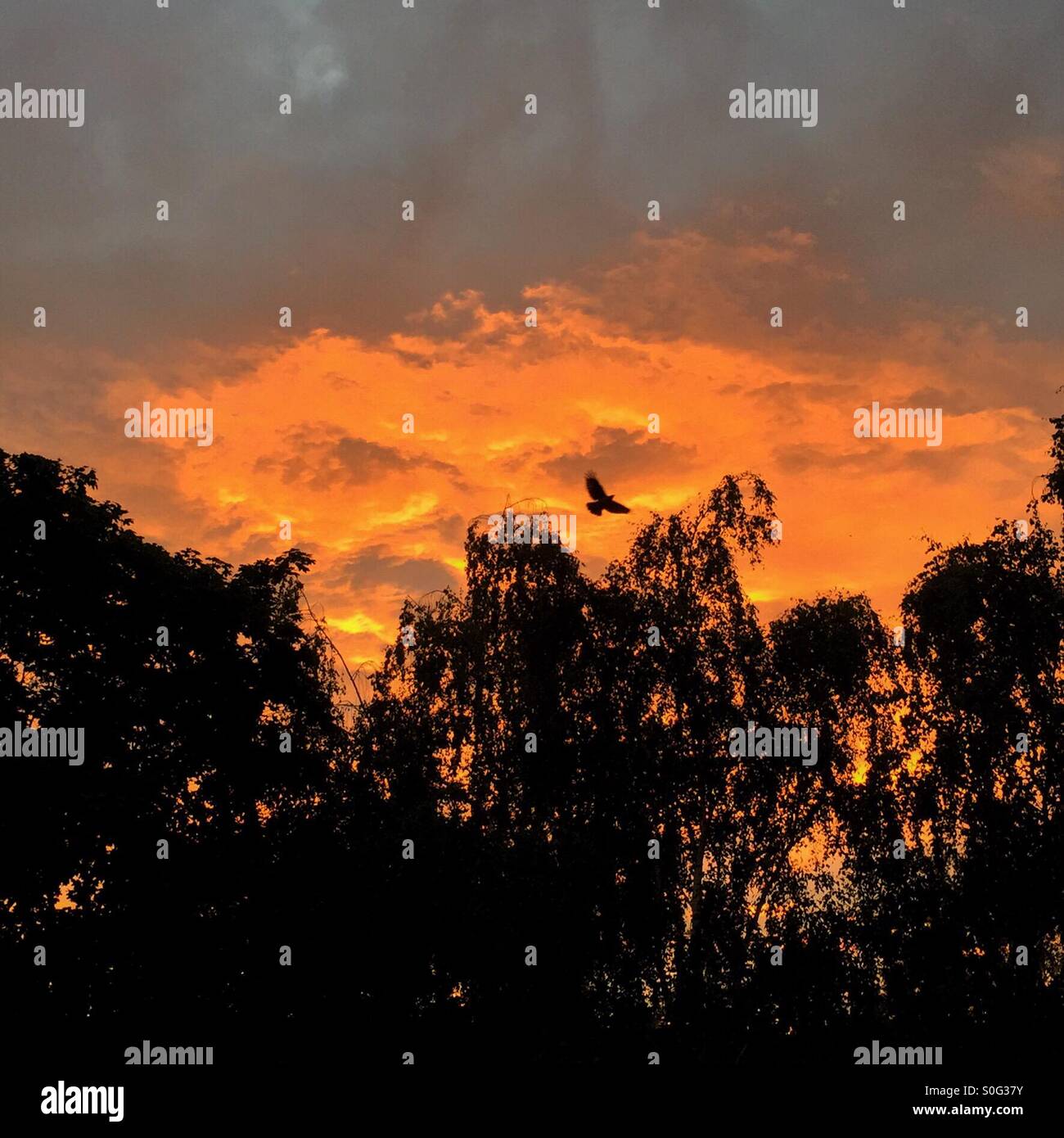 Golden sunset and flying bird Stock Photo - Alamy