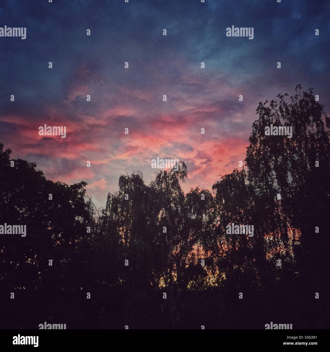 Pink sunset above the trees Stock Photo - Alamy