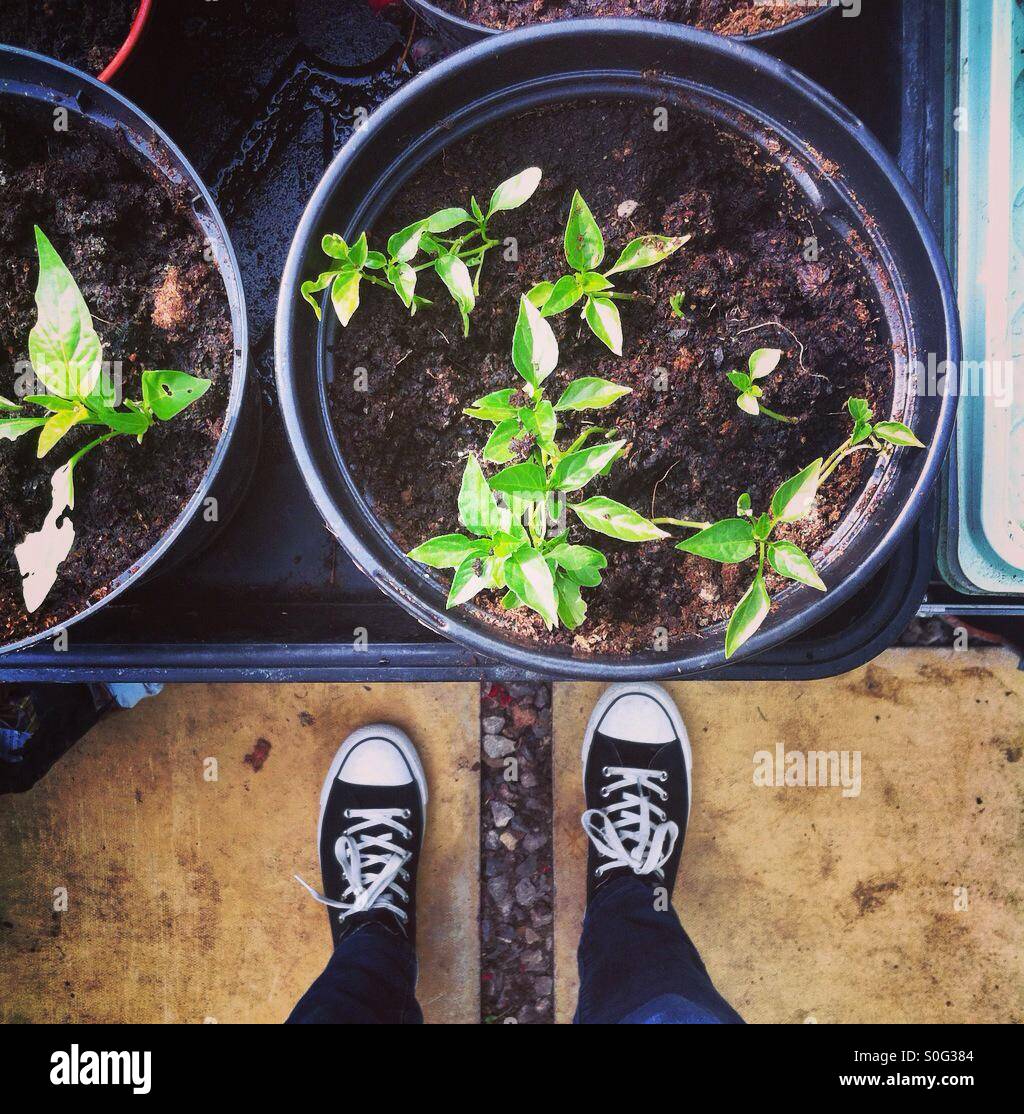 Chilli Plants Growing Stock Photos & Chilli Plants Growing Stock Images ...