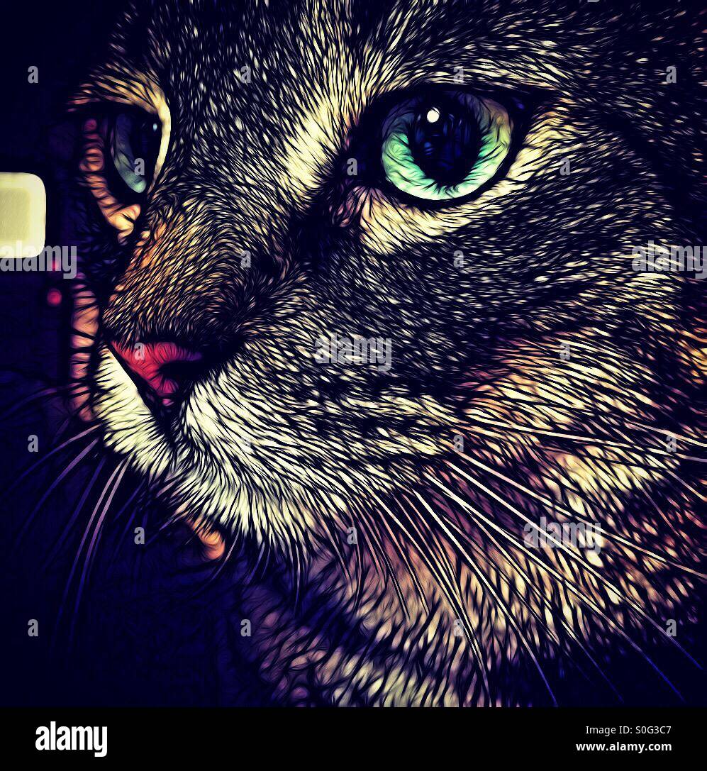 Digital cat hi-res stock photography and images - Alamy