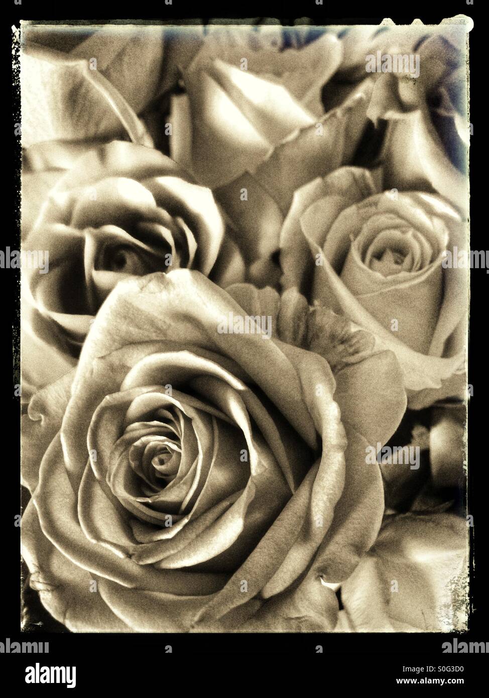 Old fashion rose hi-res stock photography and images - Alamy