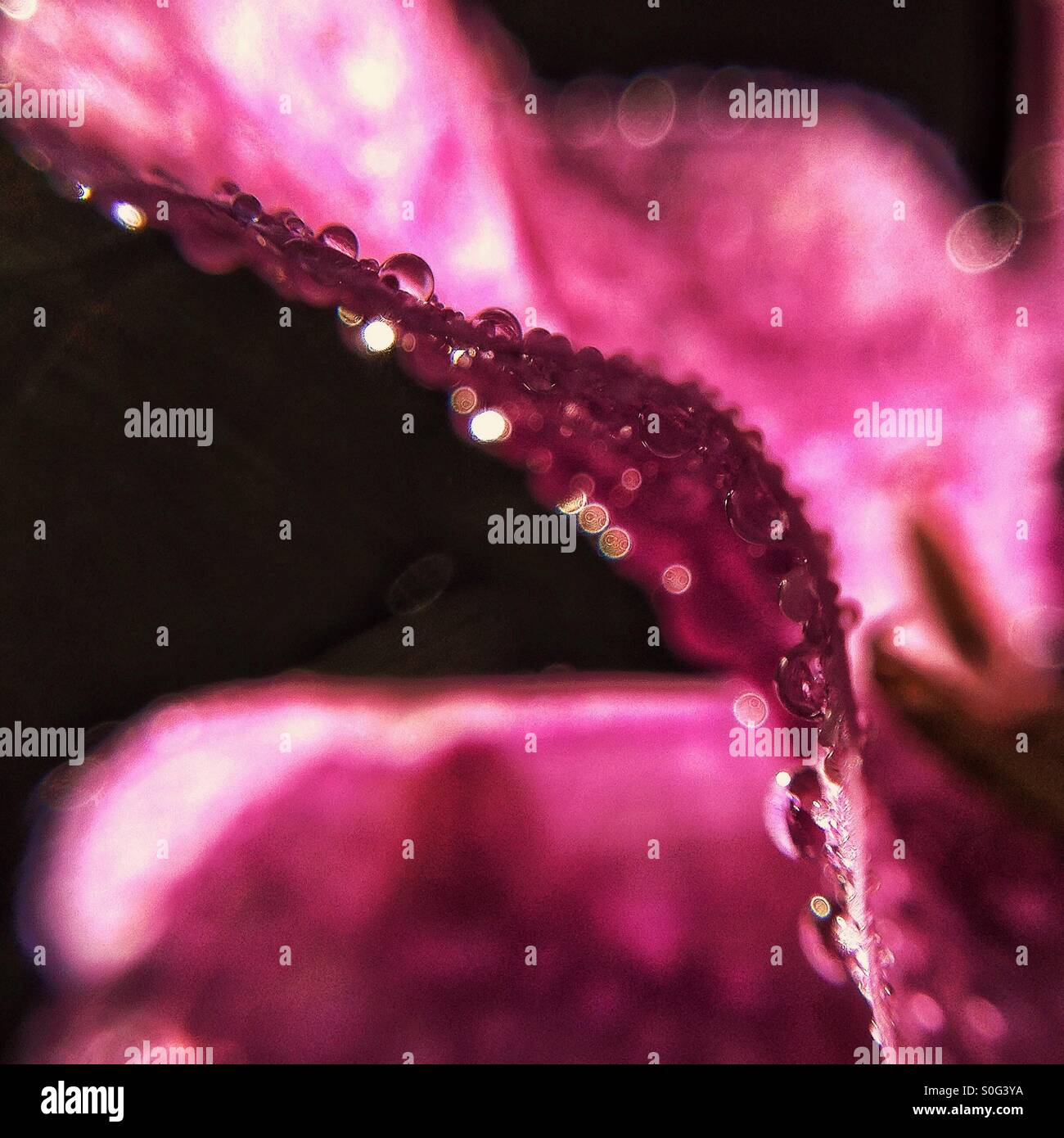 Dew on a flower hi-res stock photography and images - Alamy