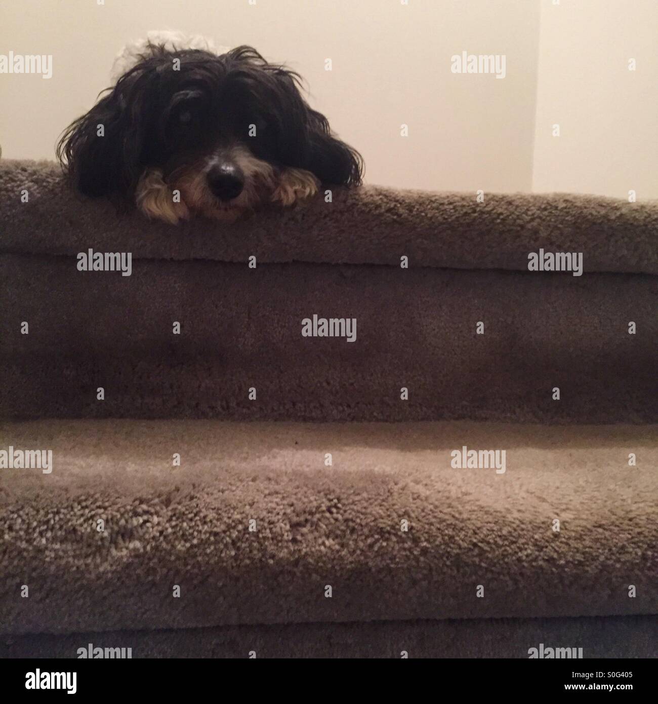 Watchdog dog hi-res stock photography and images - Alamy