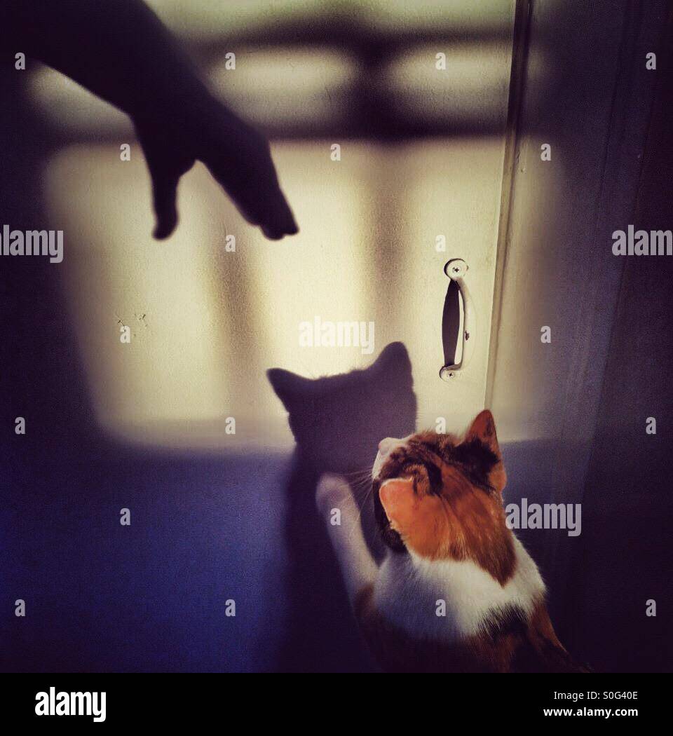 Cat hand puppet hi-res stock photography and images - Alamy