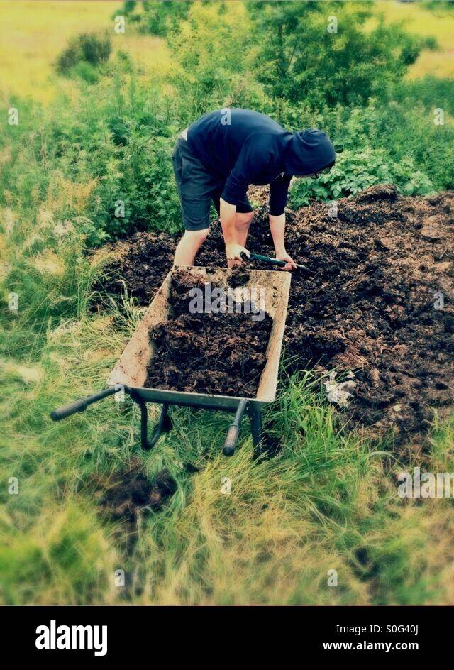 Young Man pitch forking horse manure into a wheelbarrow Stock Photo - Alamy