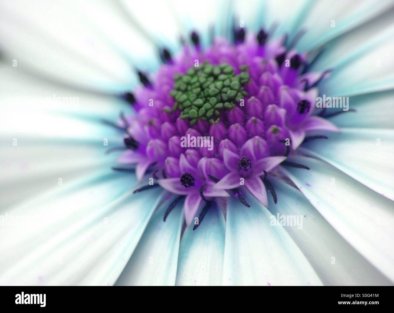 Colour change image of a cape daisy flower Stock Photo - Alamy