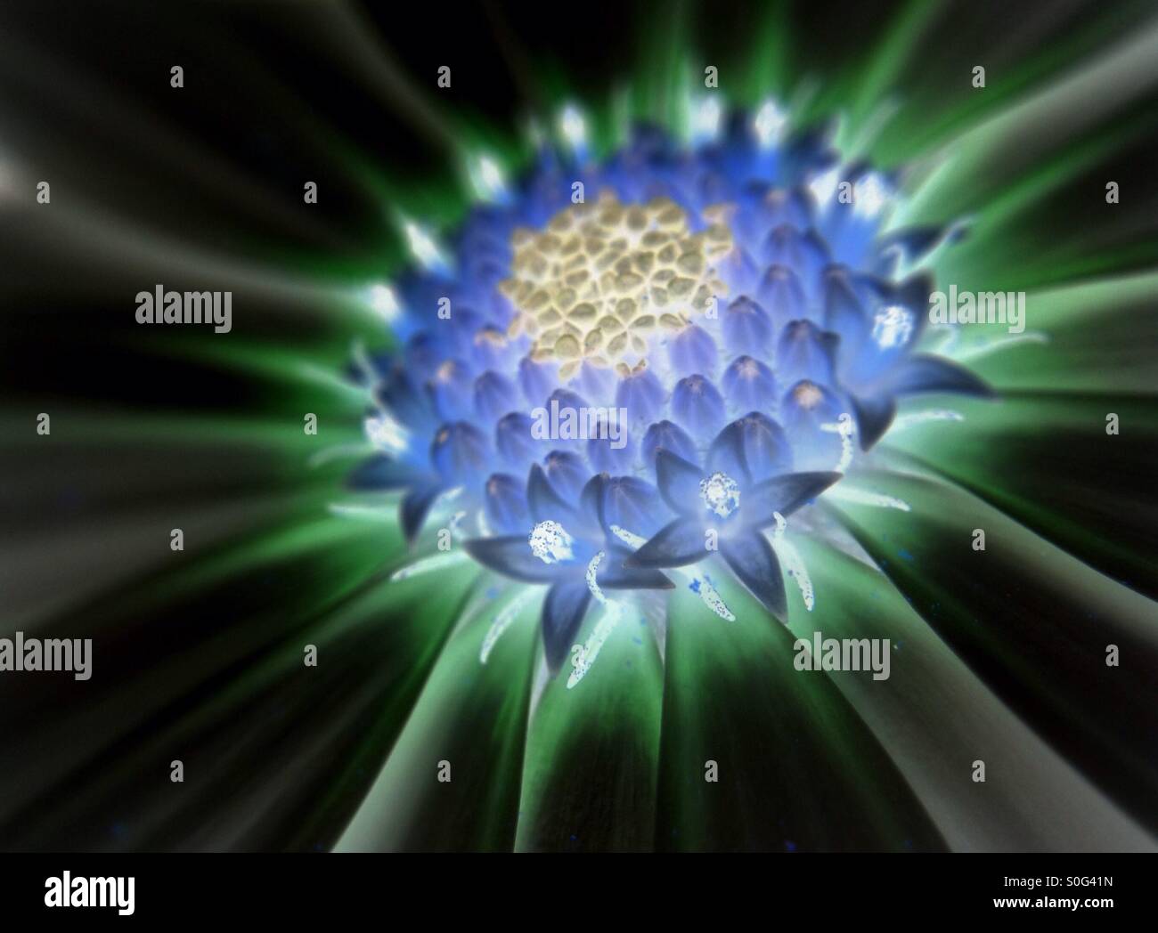 Colour inverted image of a cape daisy flower Stock Photo - Alamy